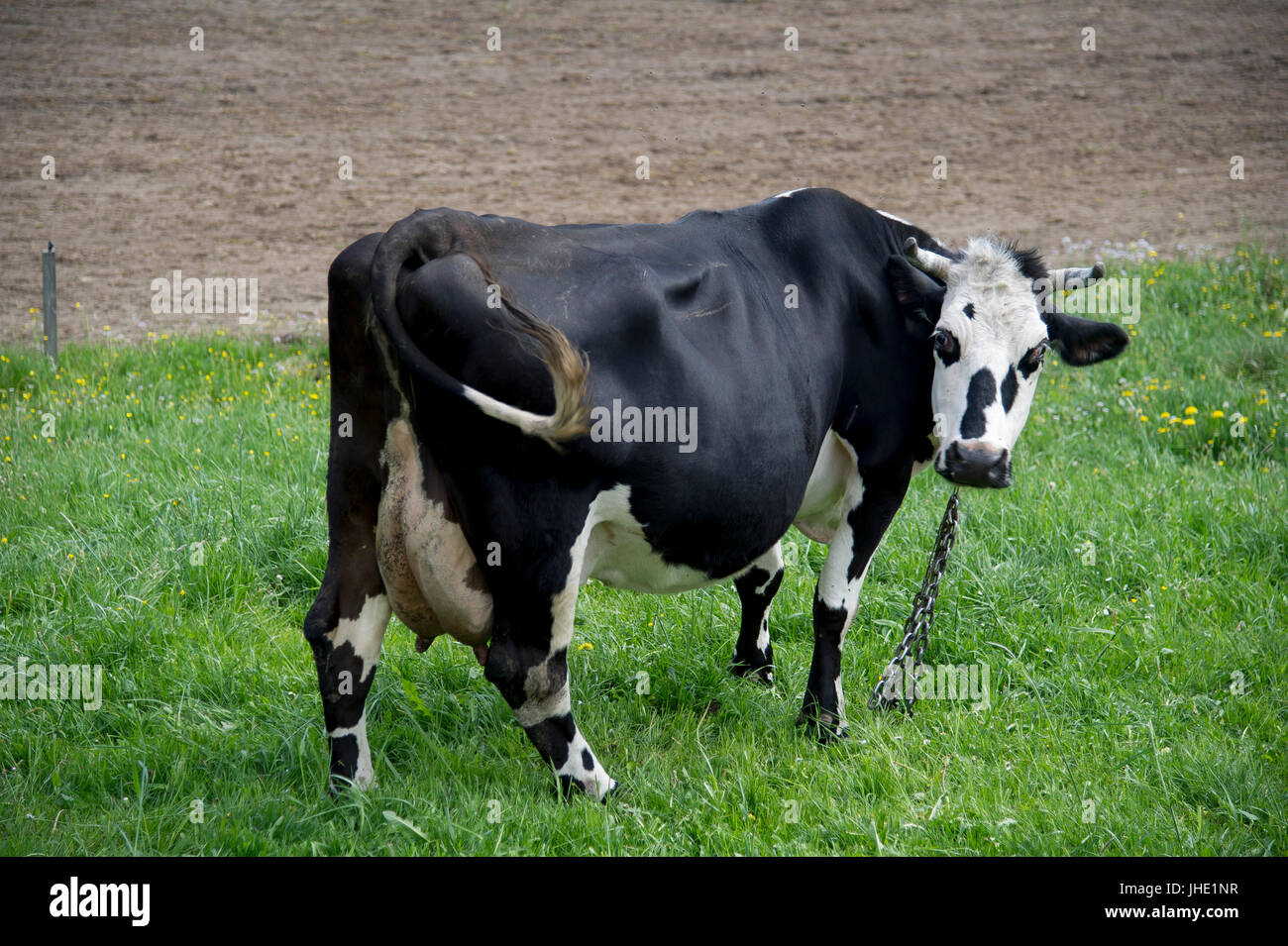 Chained cow in Kamienna Gora, Poland 20 May 2017 © Wojciech Strozyk ...