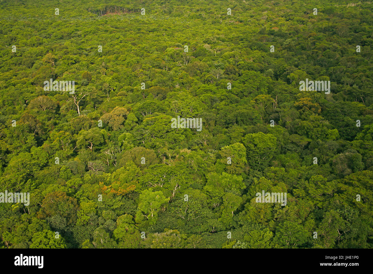 Forest, Belém, Pará, Brazil Stock Photo - Alamy