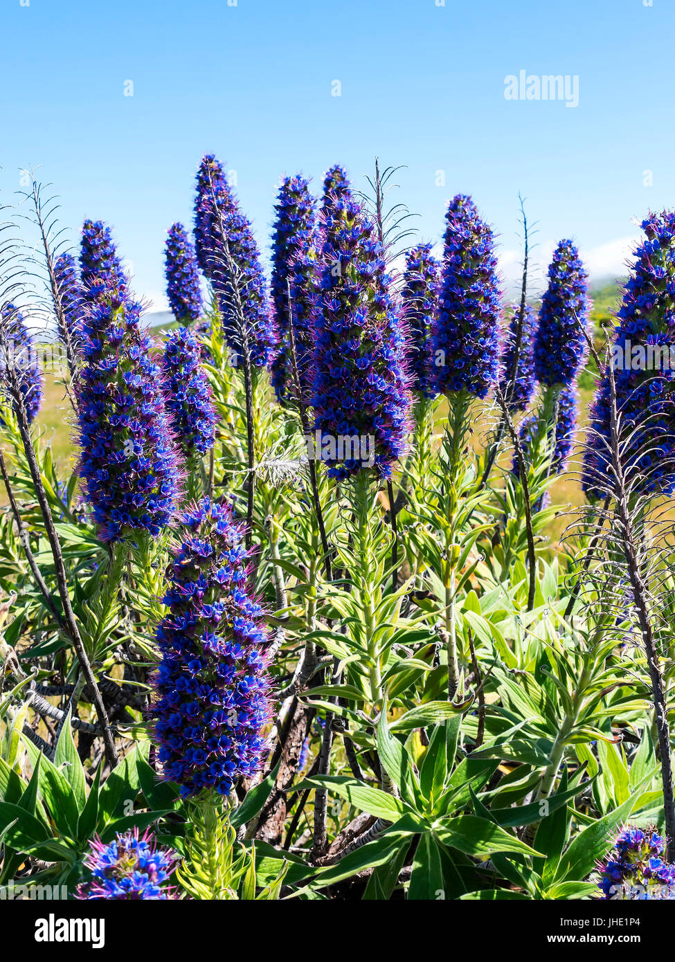 Pride of Madeira Flowers in the Mountains in the north of the Island of ...