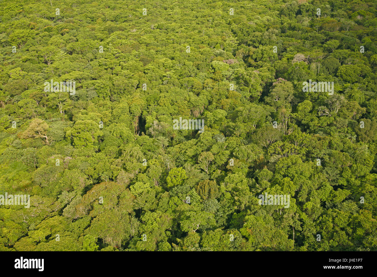 Forest belém pará brazil hi-res stock photography and images - Alamy