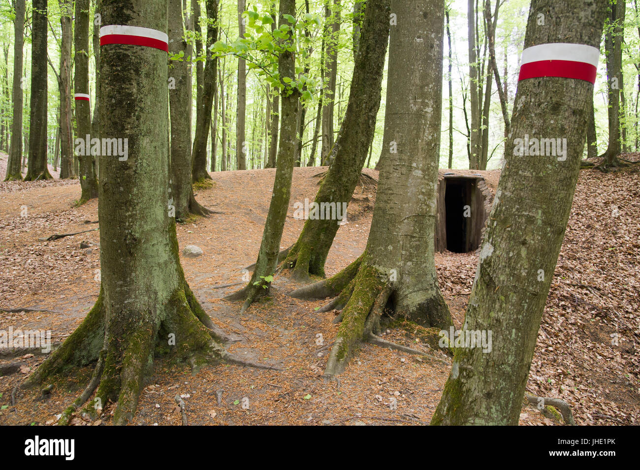 Pomeranian griffin hi-res stock photography and images - Alamy