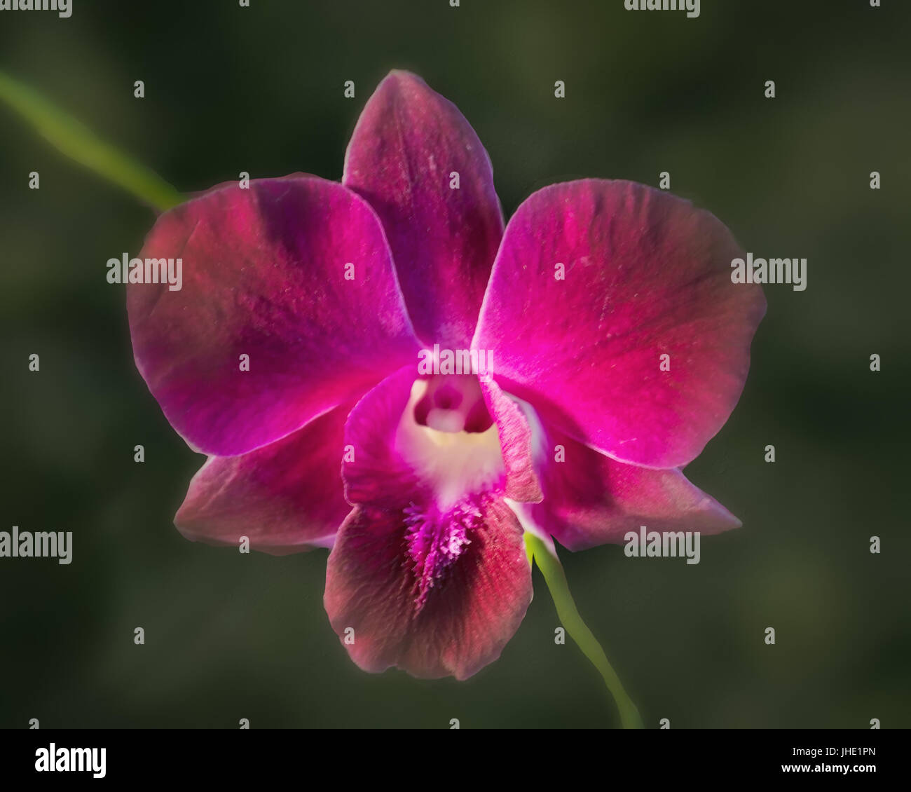 Dendrobium “Red Bull” Orchid Stock Photo - Alamy