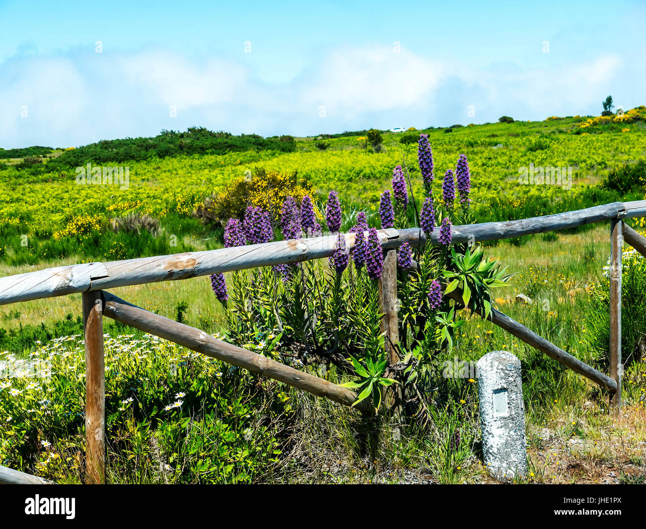 Pride of Madeira Flowers in the Mountains in the north of the Island of ...