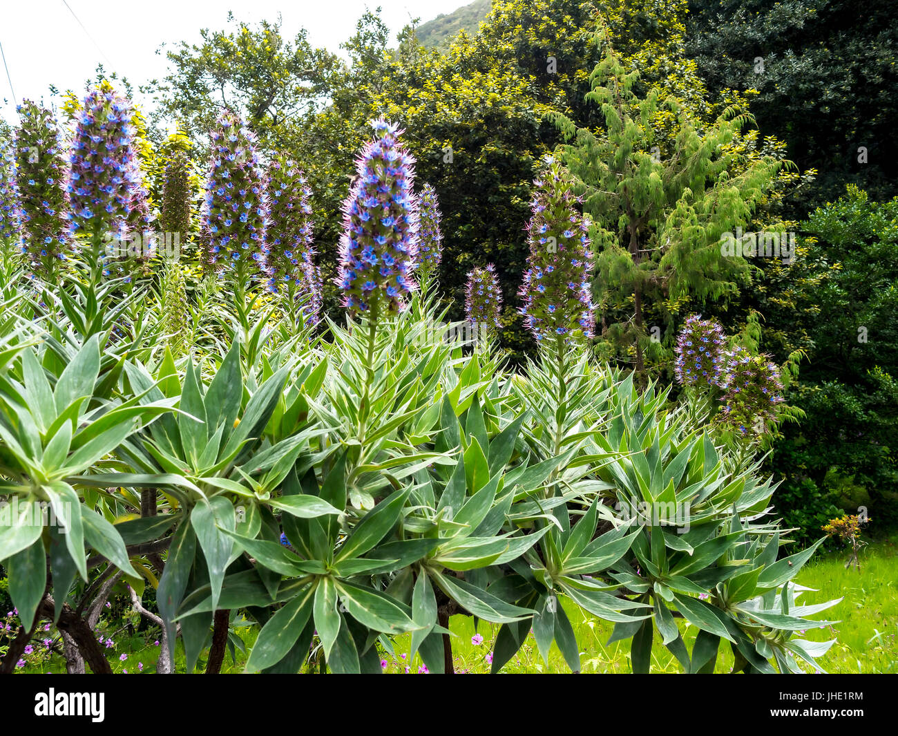 Pride of Madeira Flowers in the Mountains in the north of the Island of ...