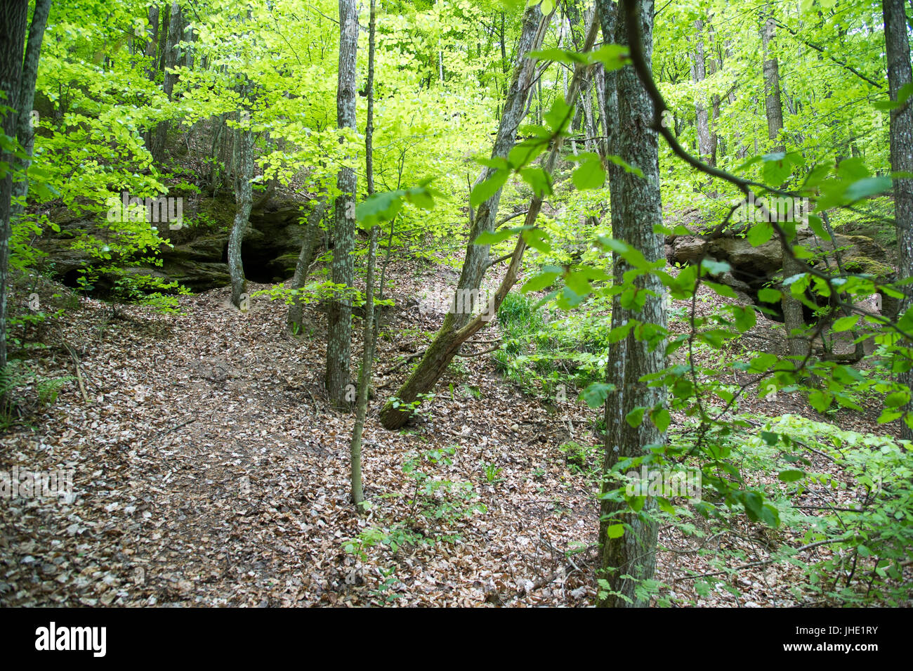 Mirachowo Caves (Groty Mirachowskie) in Lubygosc Reserve in Mirachowo ...