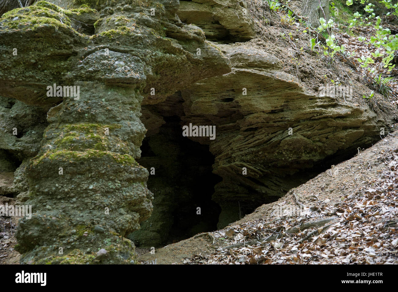Mirachowo forest hi-res stock photography and images - Alamy