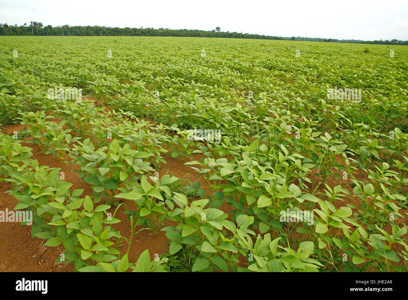 Farm, Belém, Pará, Brazil Stock Photo - Alamy