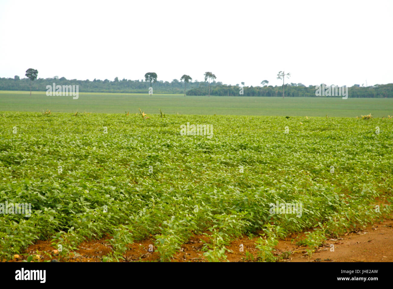 Farm, Belém, Pará, Brazil Stock Photo - Alamy