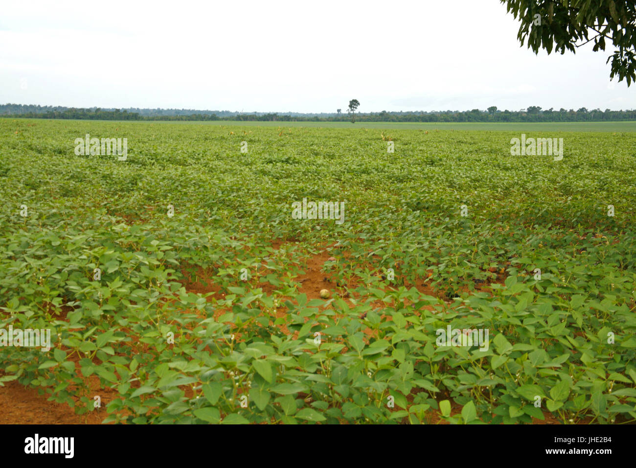 Farm, Belém, Pará, Brazil Stock Photo - Alamy