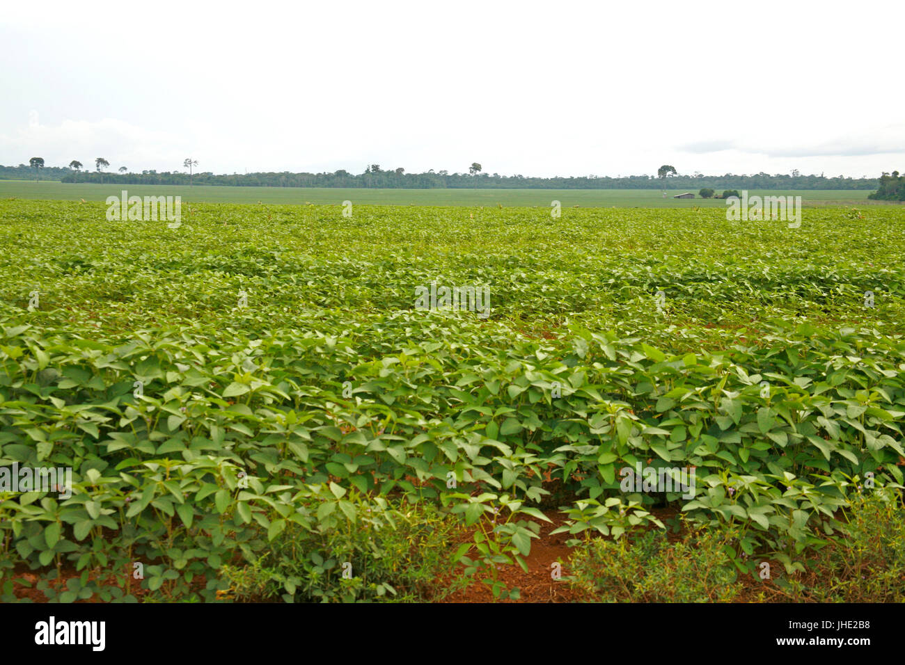 Farm, Belém, Pará, Brazil Stock Photo - Alamy