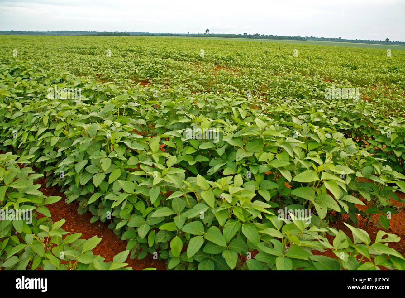 Farm, Belém, Pará, Brazil Stock Photo - Alamy