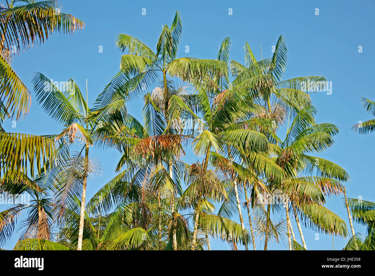 Hearts of coconut palm hi-res stock photography and images - Alamy