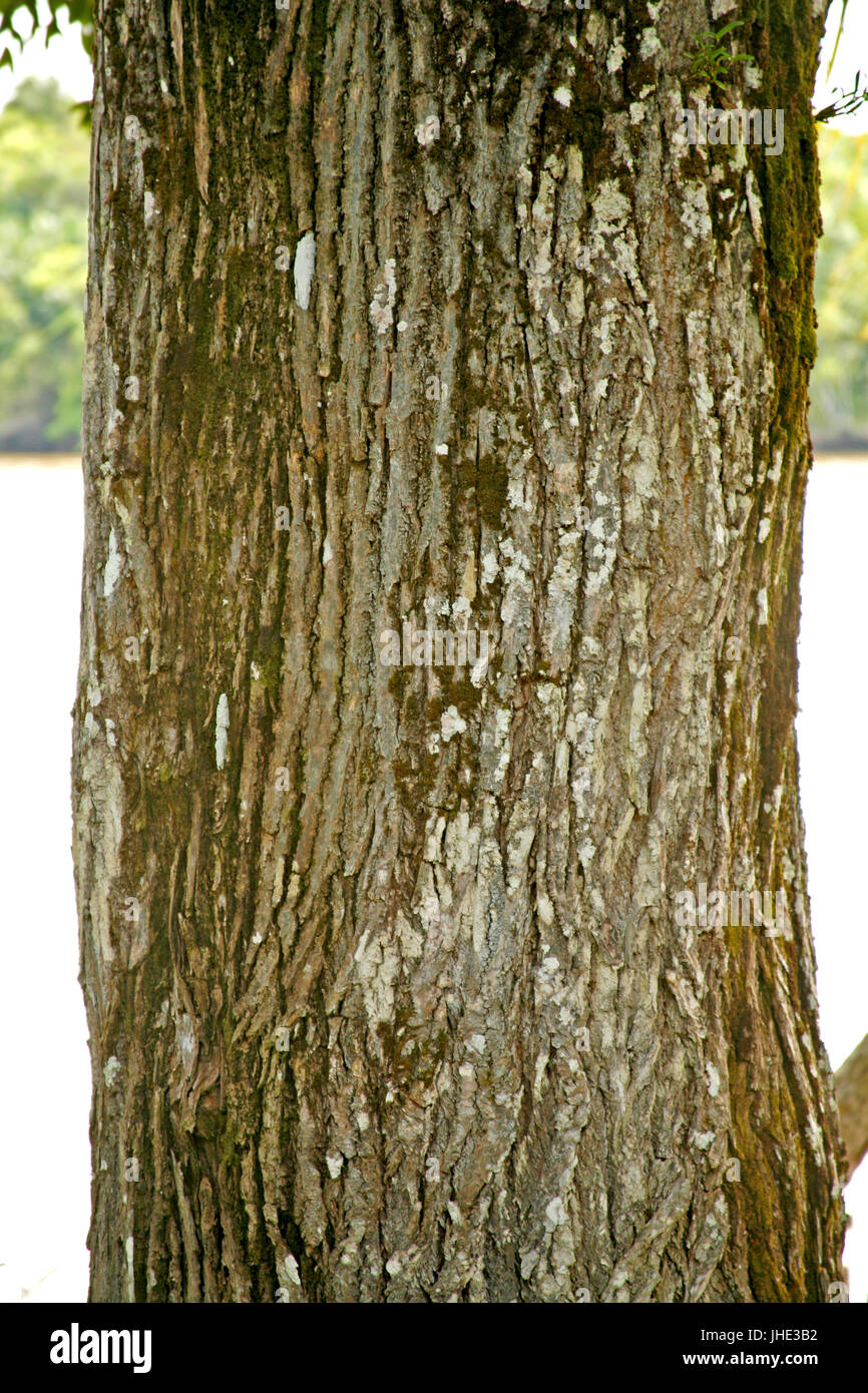 Trunk, Belém, Pará, Brazil Stock Photo - Alamy