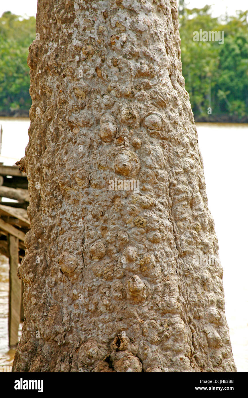 Trunk, Belém, Pará, Brazil Stock Photo - Alamy
