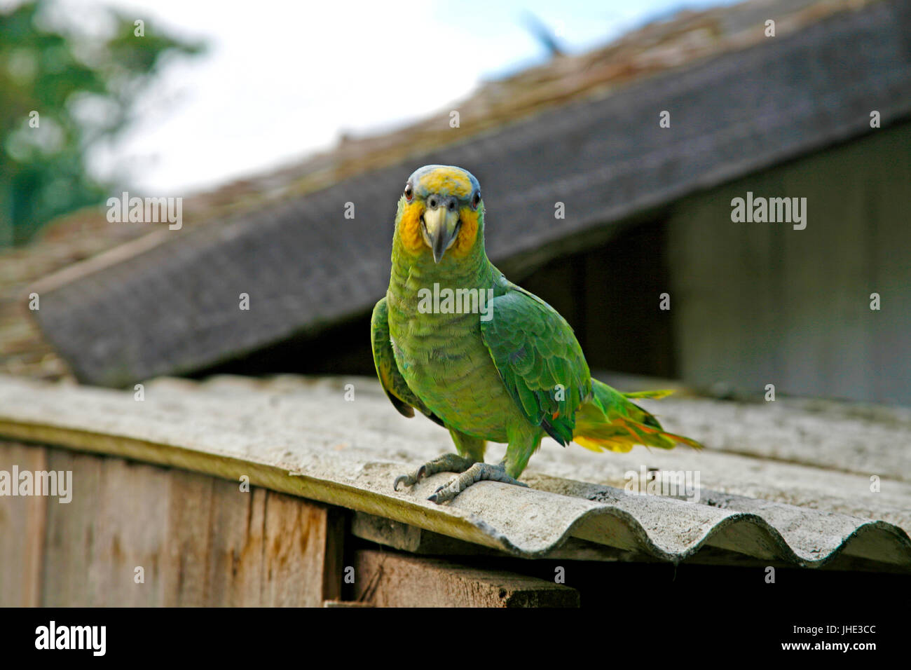 Horizontalbelem hi-res stock photography and images - Alamy