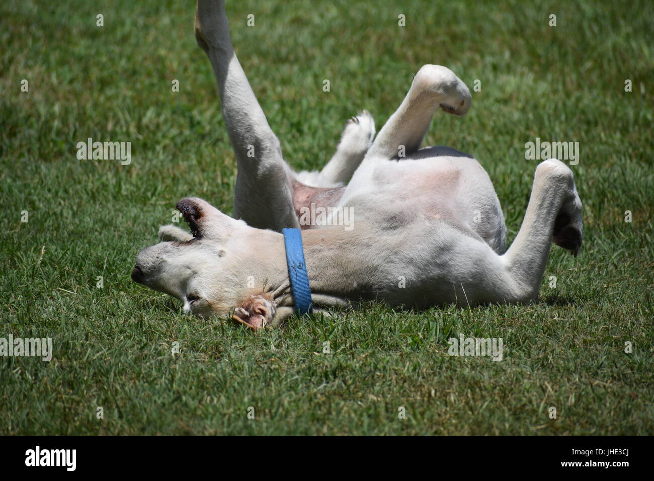 Rolling in grass hi-res stock photography and images - Alamy