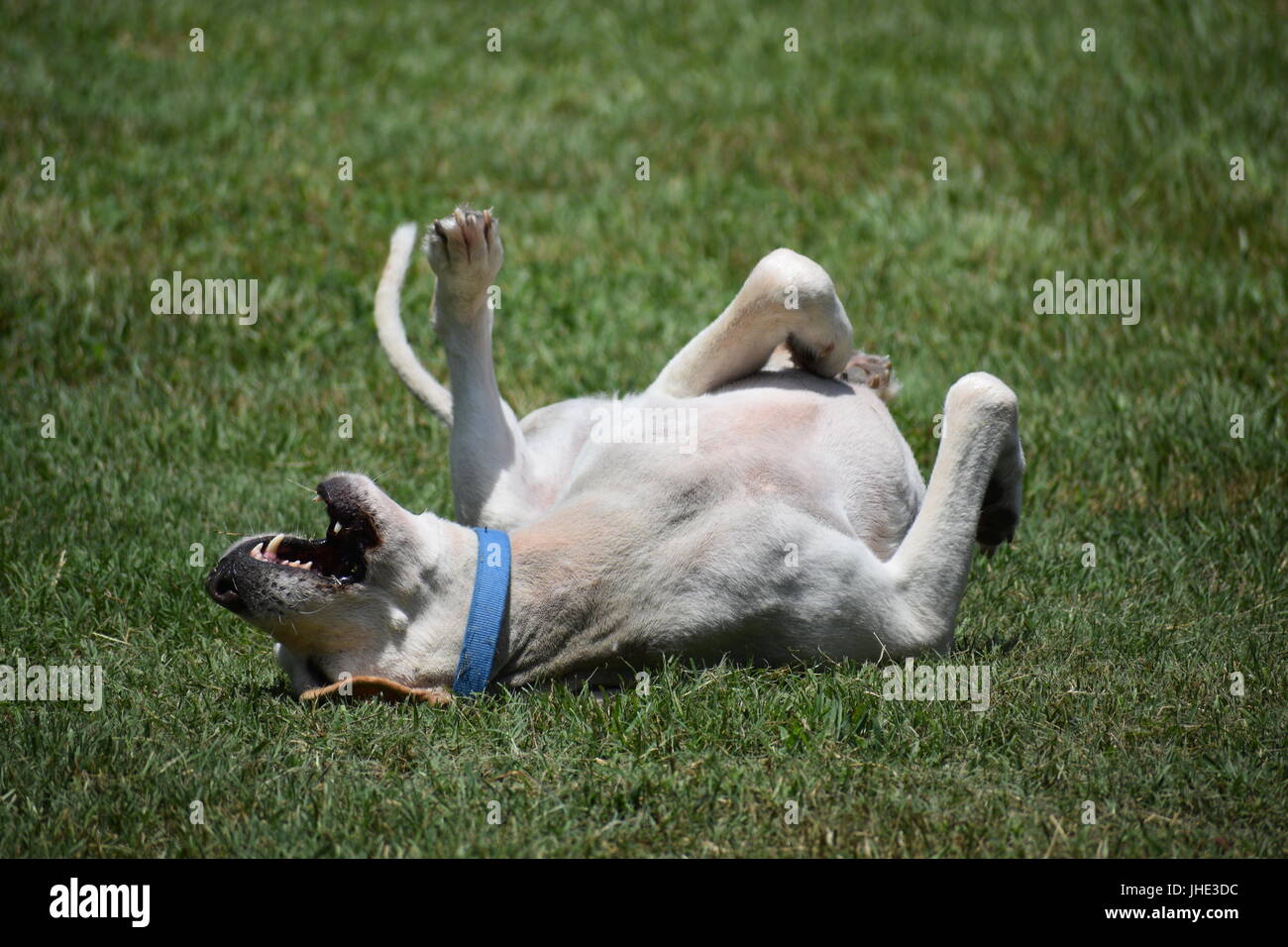 Labrador Retriever rolling in grass having fun Stock Photo - Alamy