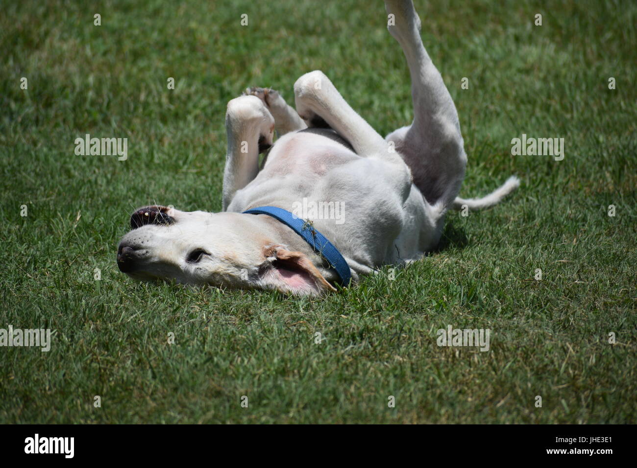 Rolling in grass hi-res stock photography and images - Alamy