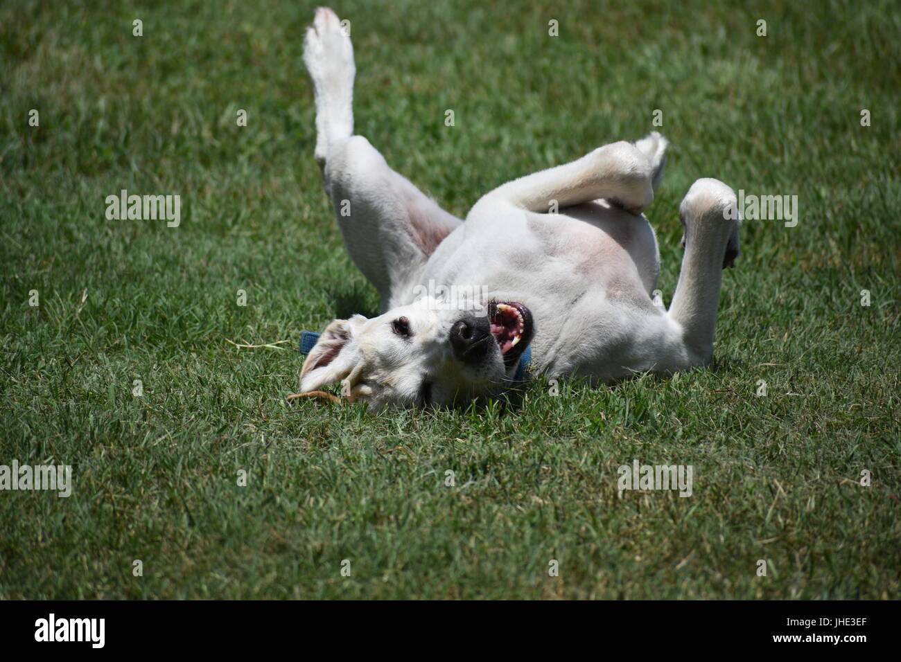 Labrador Retriever rolling in grass having fun Stock Photo - Alamy