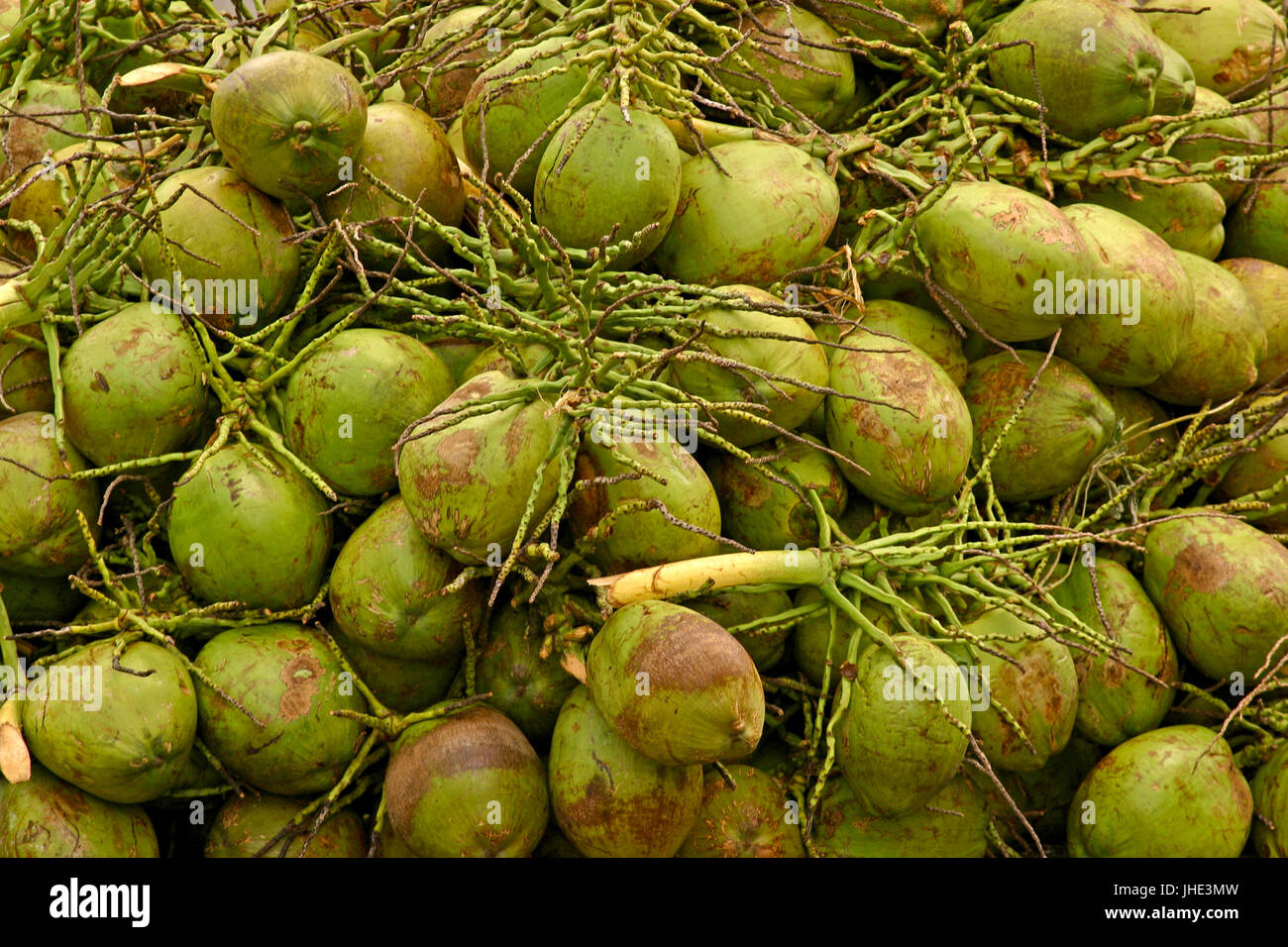 Coconut, Belém, Pará, Brazil Stock Photo - Alamy