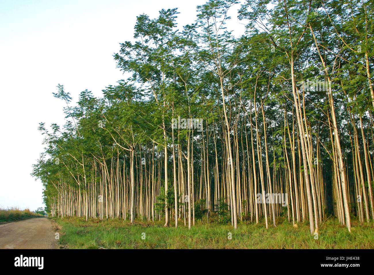 Trees, Belém, Pará, Brazil Stock Photo - Alamy