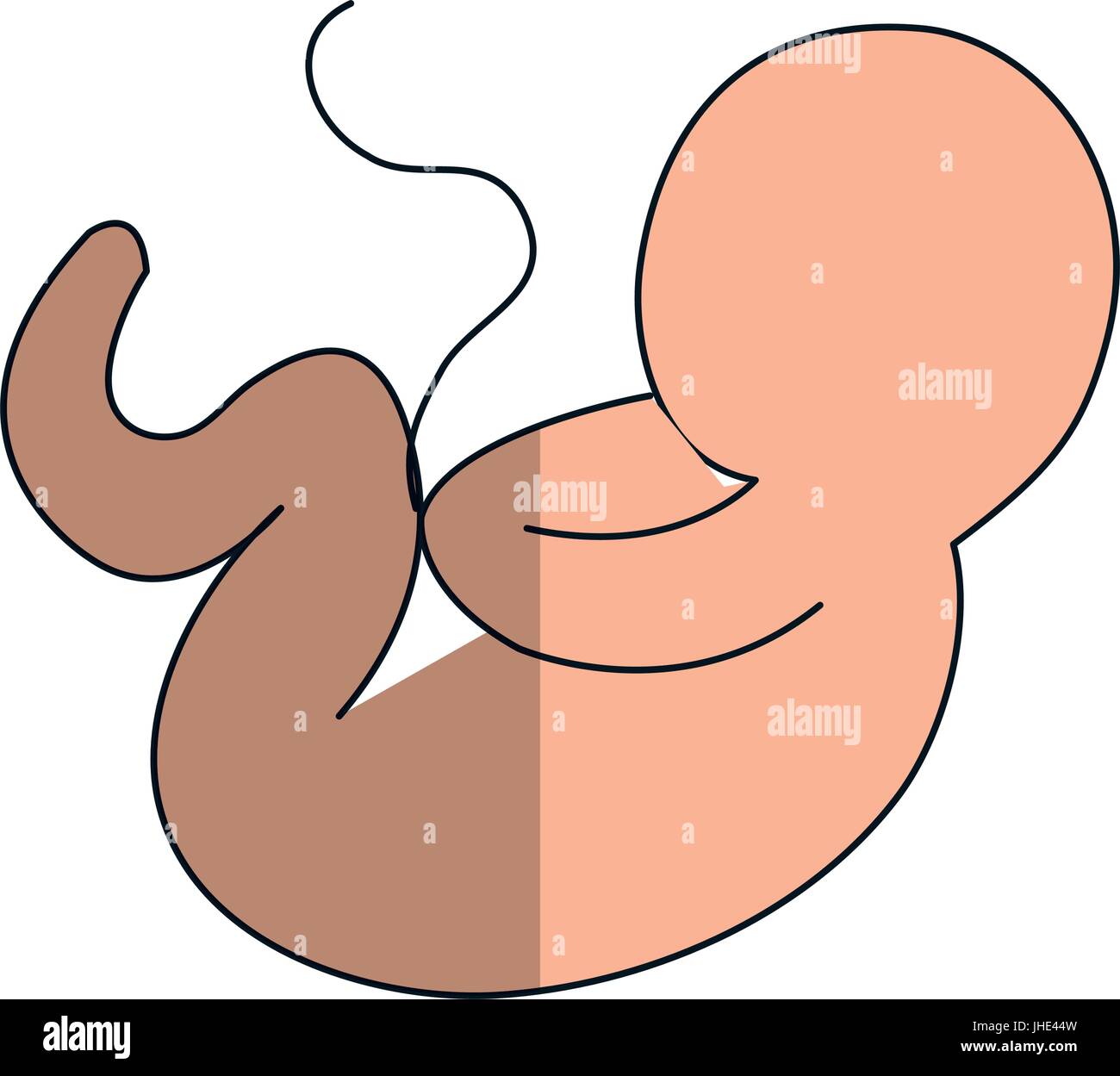 Umbilical cord anatomy Stock Vector Images - Alamy
