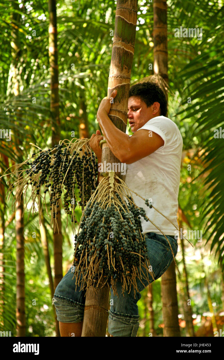 Tree acai hi-res stock photography and images - Alamy