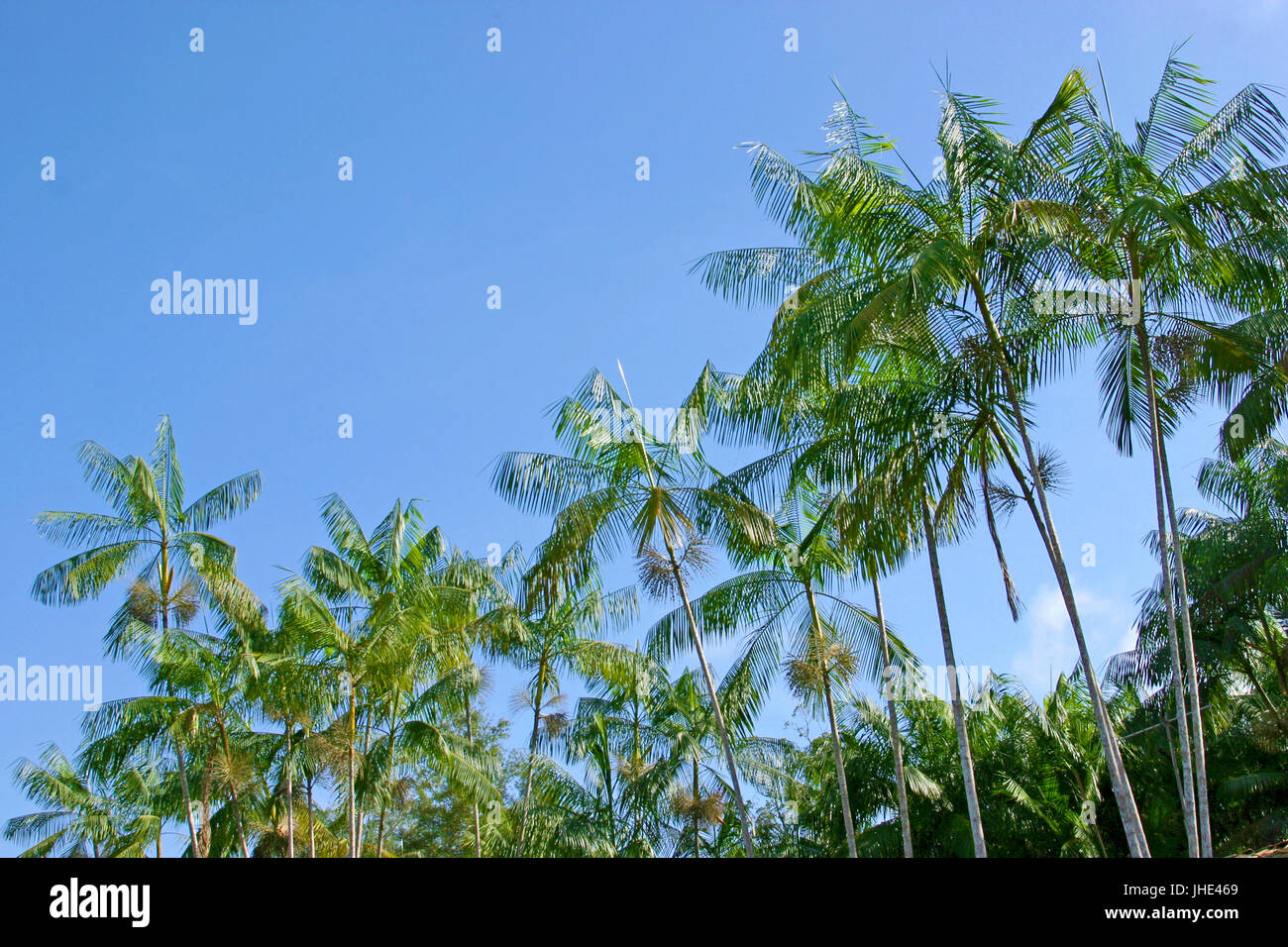 Cocopalm plantation hi-res stock photography and images - Alamy