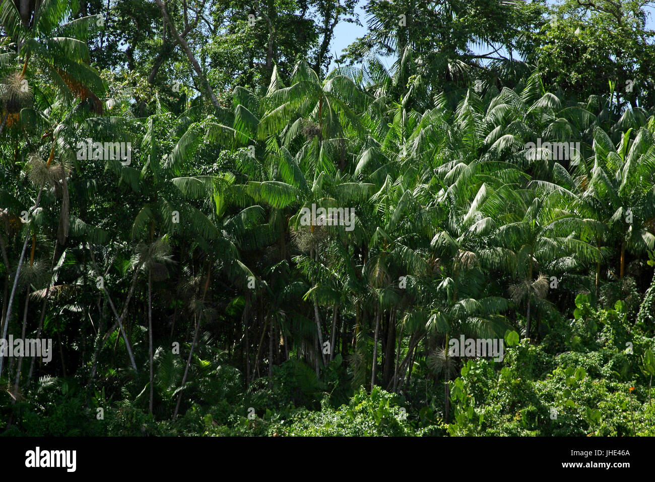 Forest belém pará brazil hi-res stock photography and images - Alamy