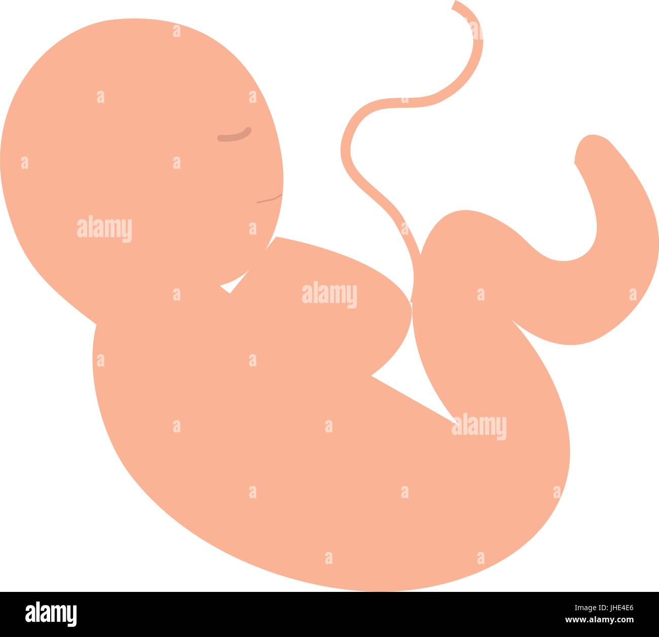 Umbilical cord anatomy Stock Vector Images - Alamy
