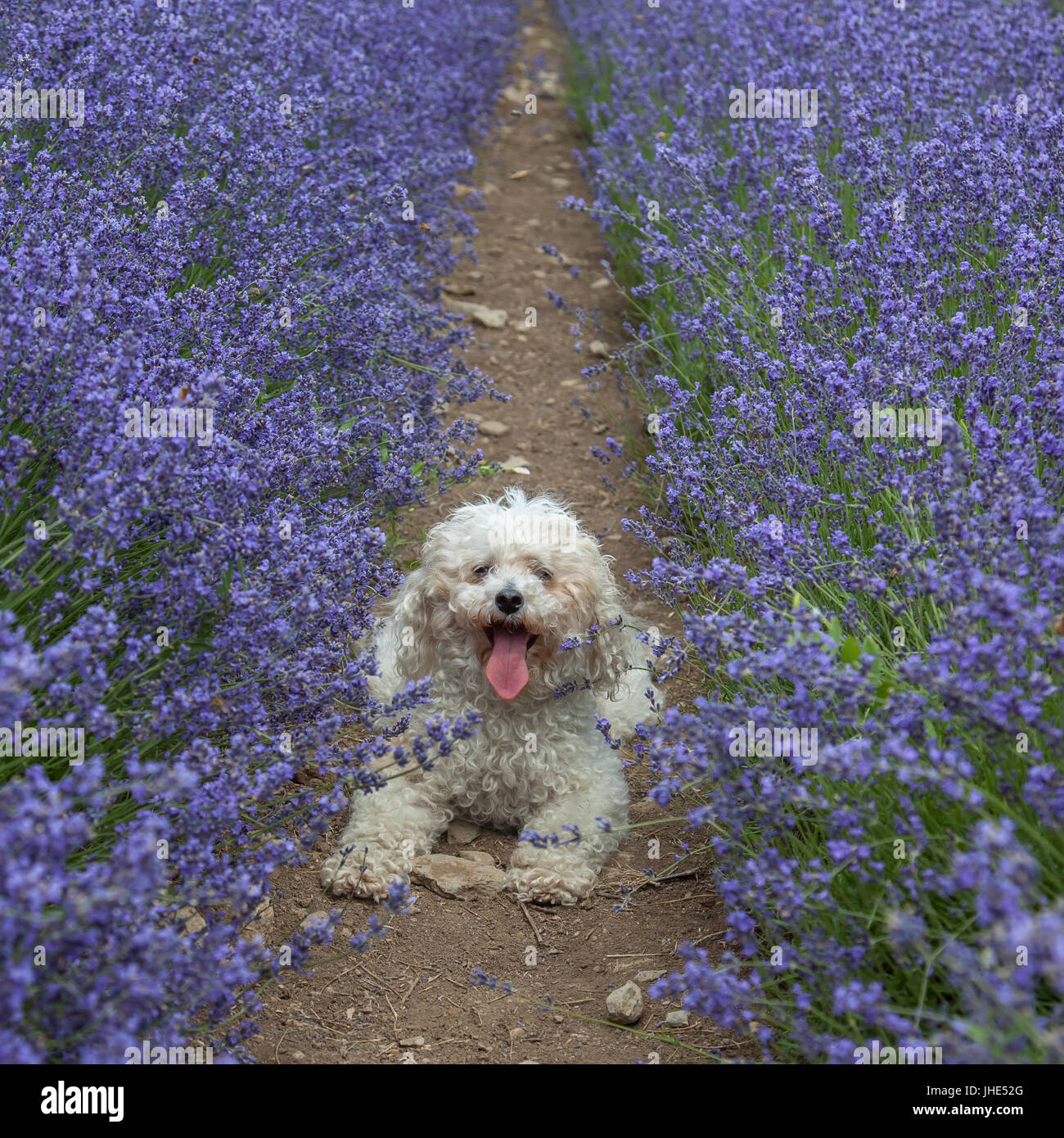 A dog in lvender flower field Stock Photo - Alamy