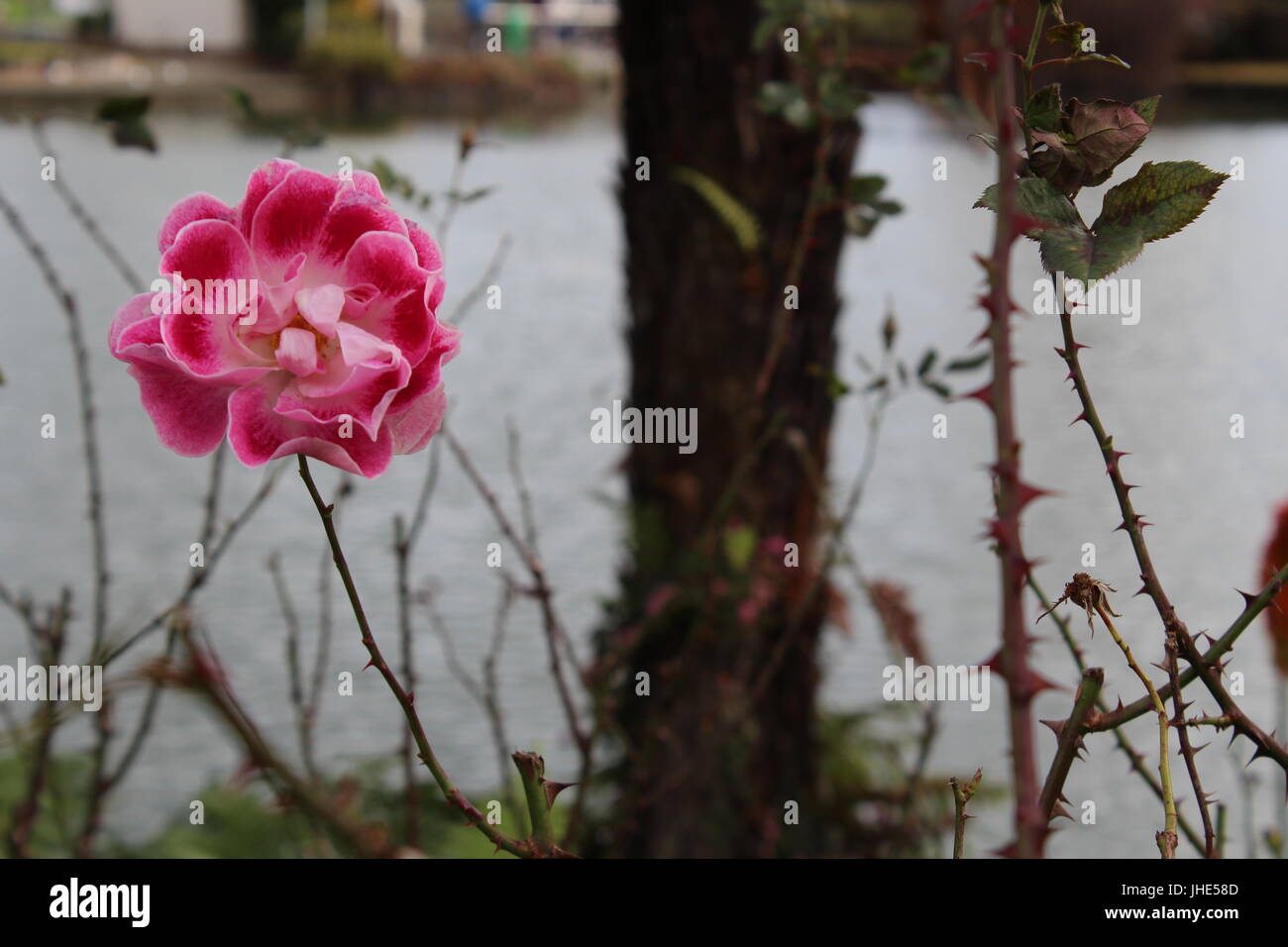 Rose in Bloom Stock Photo - Alamy