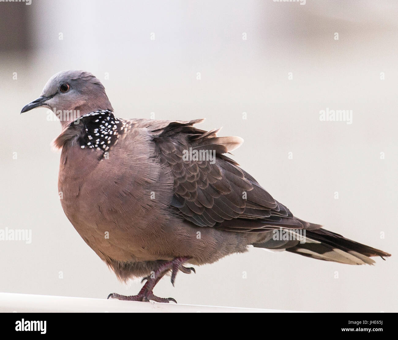 Spotted Dove Standing On Railing Stock Photo - Alamy