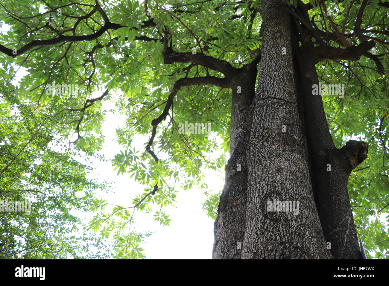 tree trunk,macro tree trunk on natural baclground Stock Photo - Alamy