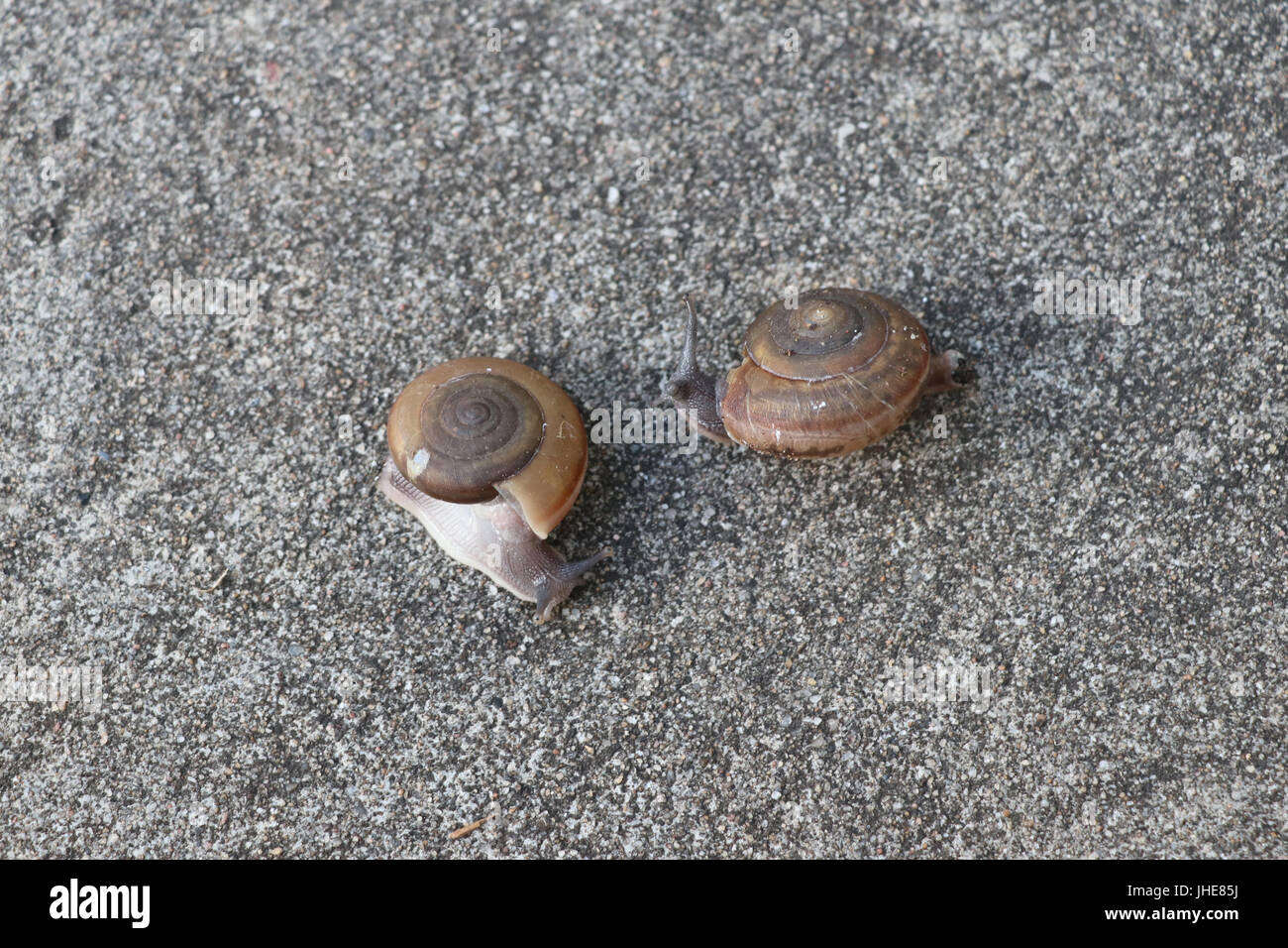 Two snails on the ground hi-res stock photography and images - Alamy