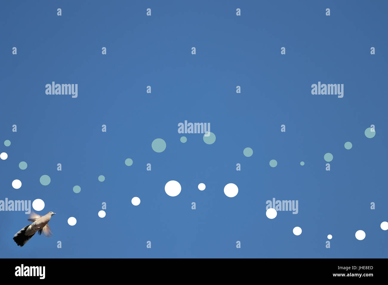 bird flying,focus at birds flying in sky background Stock Photo - Alamy