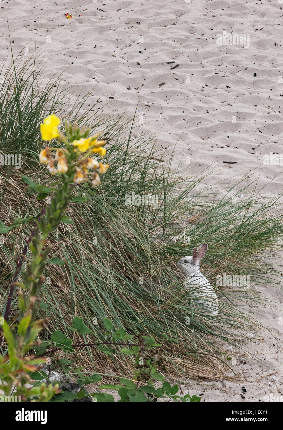 Beach bunny hi-res stock photography and images - Alamy