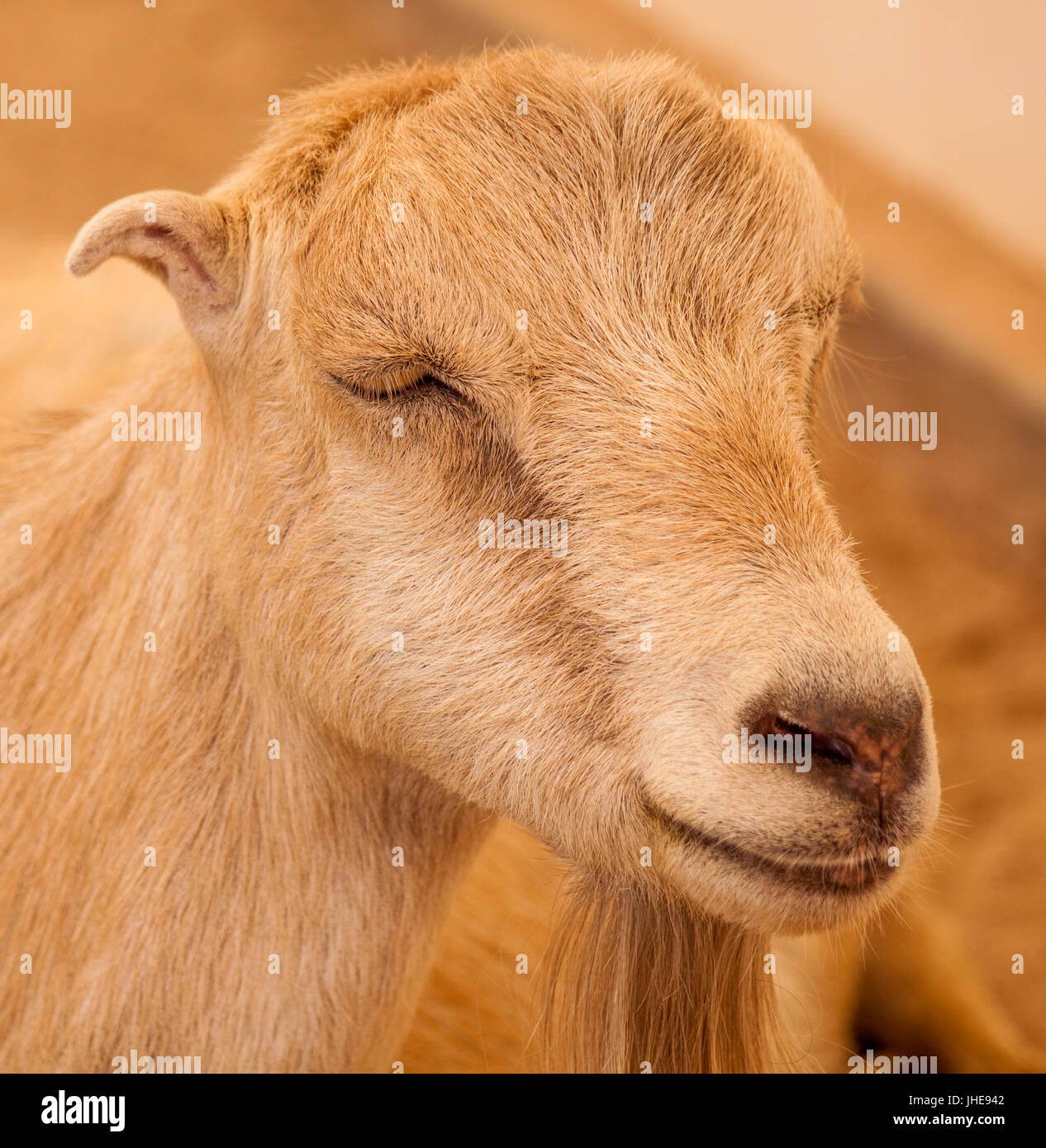 Tired goat hi-res stock photography and images - Alamy