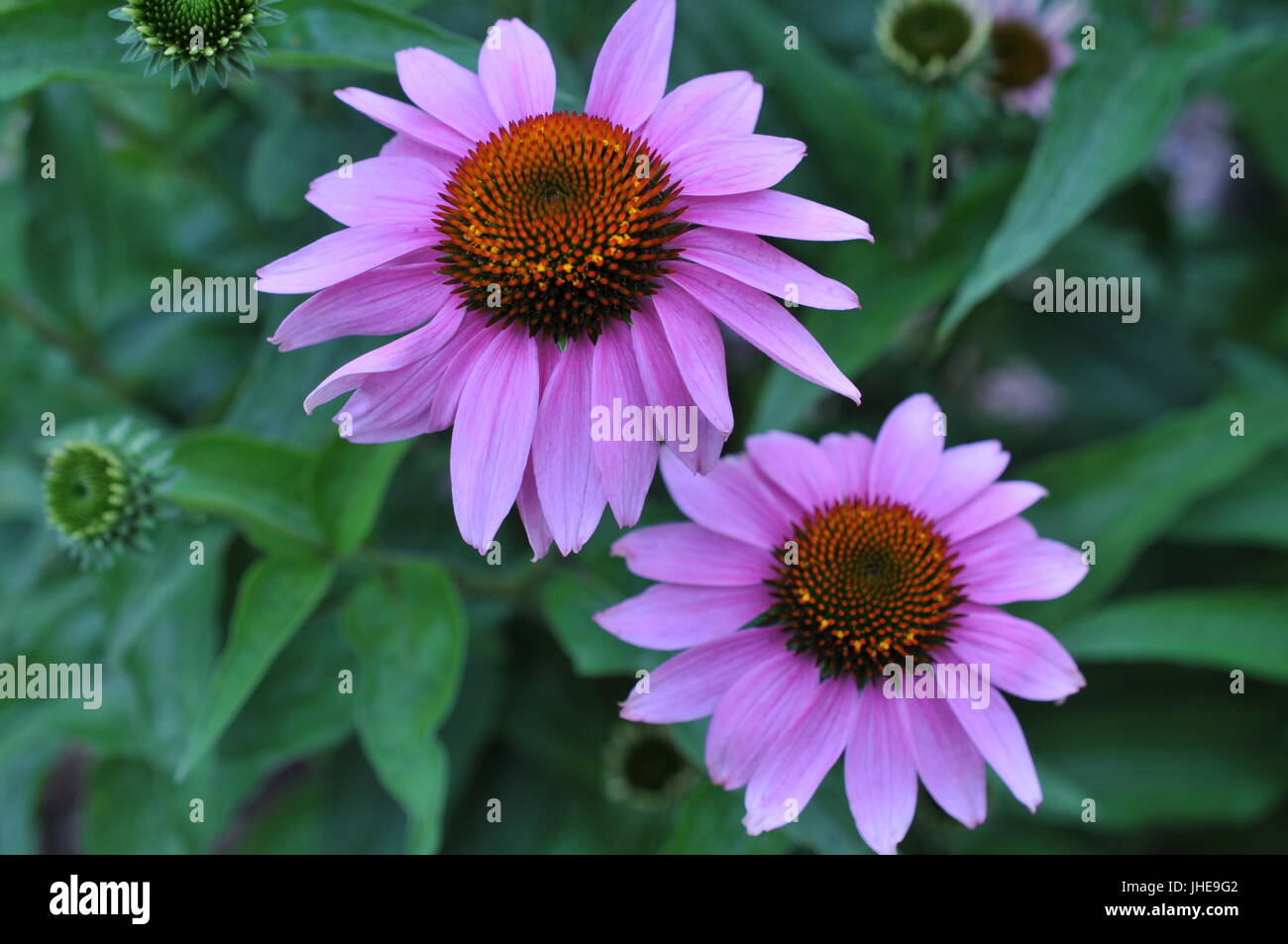 Landscapes, River Rhine Country Stock Photo - Alamy