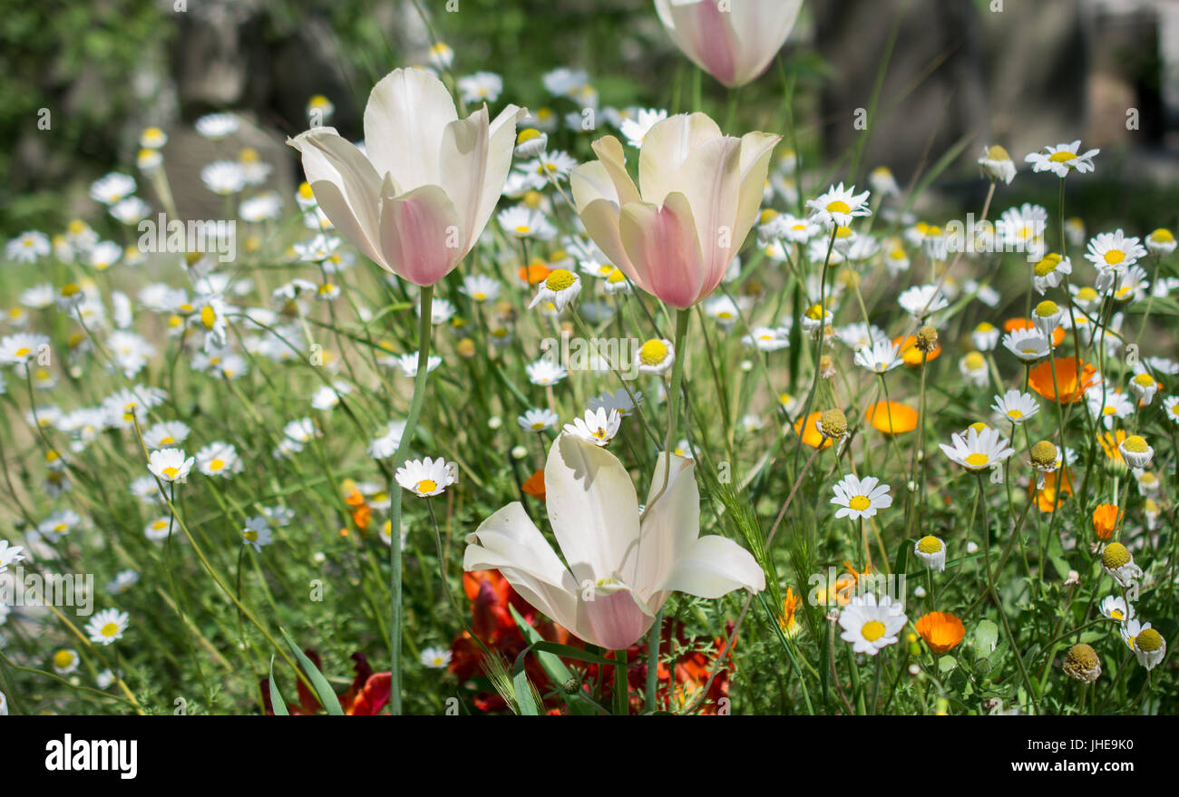 Colorful blooming wild spring flowers Stock Photo - Alamy