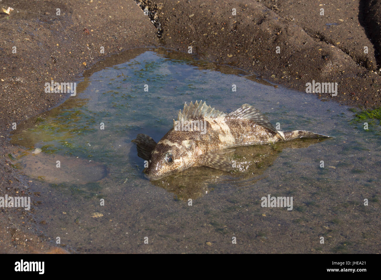 freshly caught fish lying in shallow water Stock Photo - Alamy