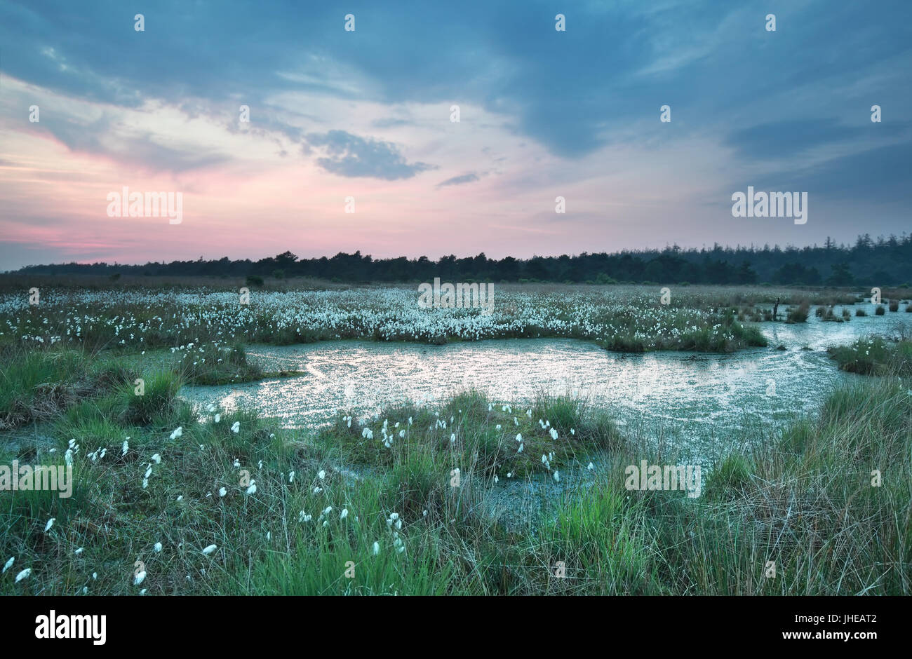 dawn on spring swamp, Drenthe, Netherlands Stock Photo - Alamy