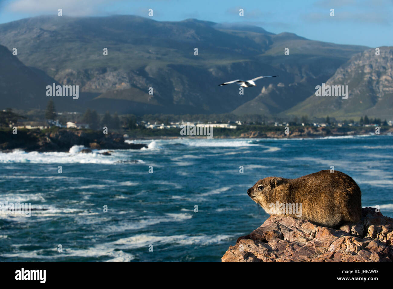 Rock badger hi-res stock photography and images - Alamy