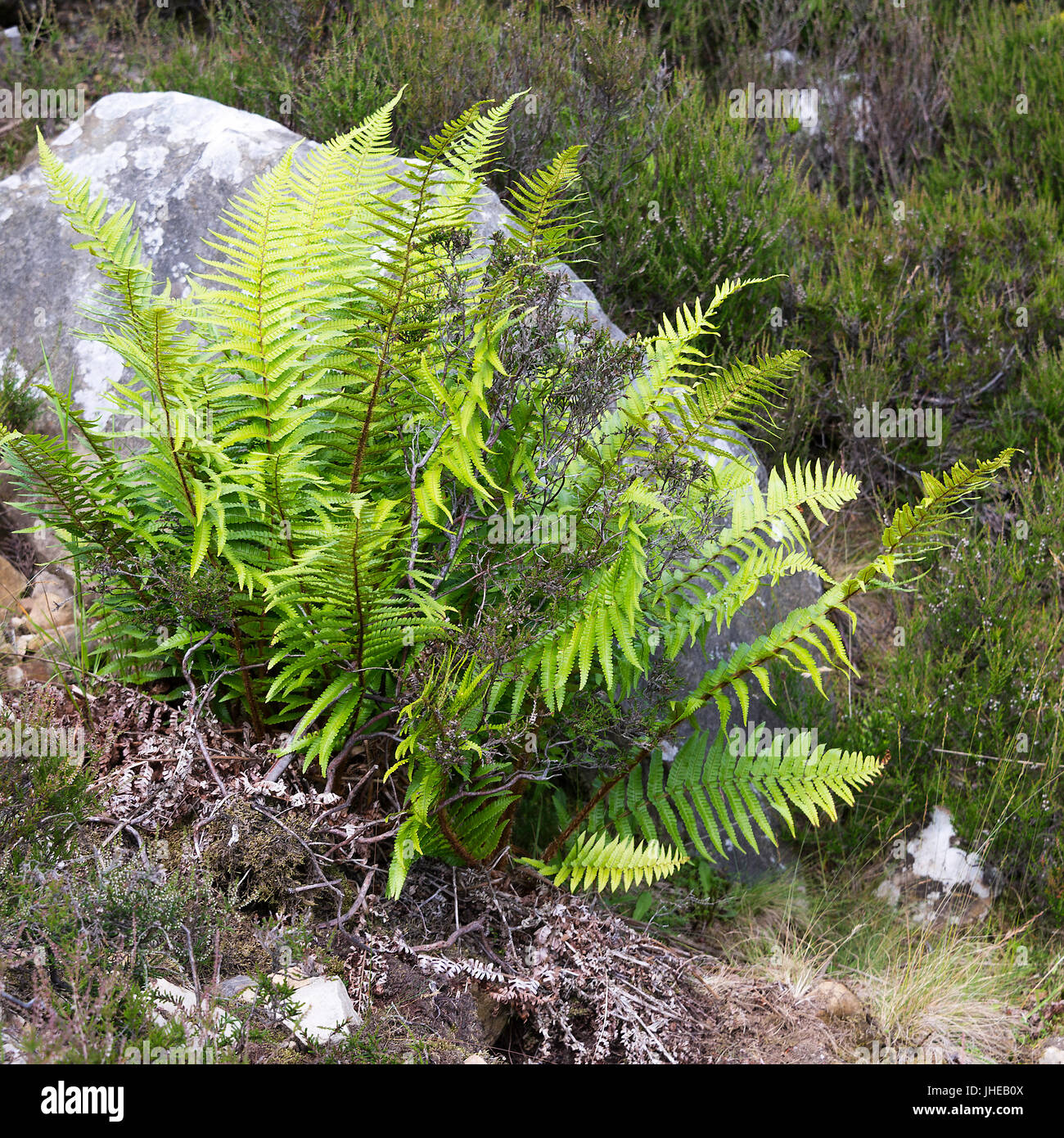 Uk fern species hi-res stock photography and images - Alamy