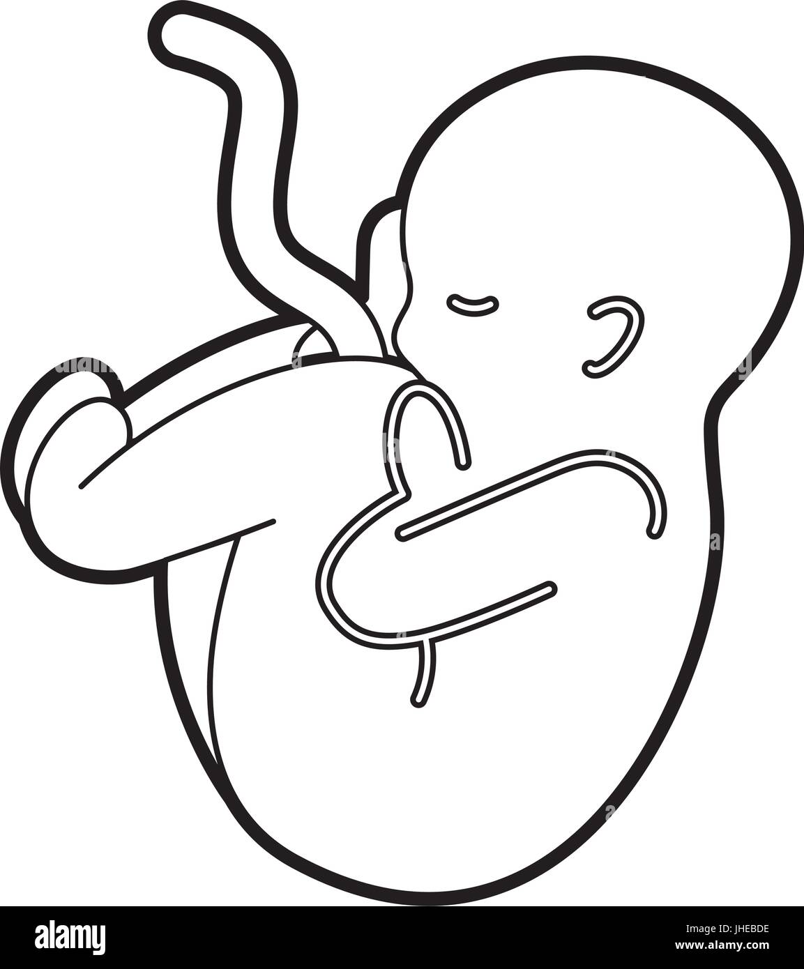 Human fetus development Stock Vector Images - Alamy