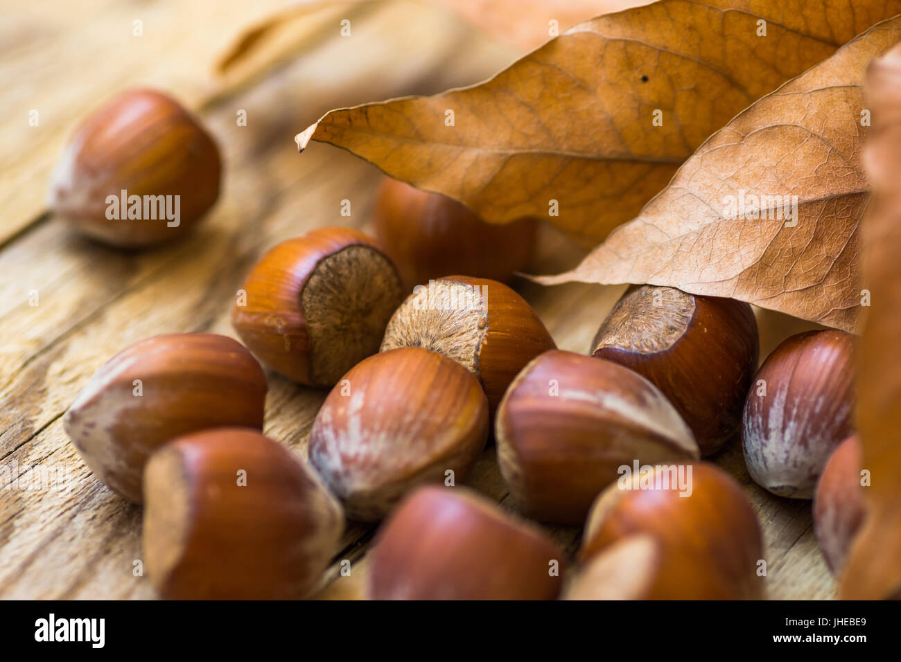 Scattered whole hazelnuts on weathered wood background, dry autumn ...