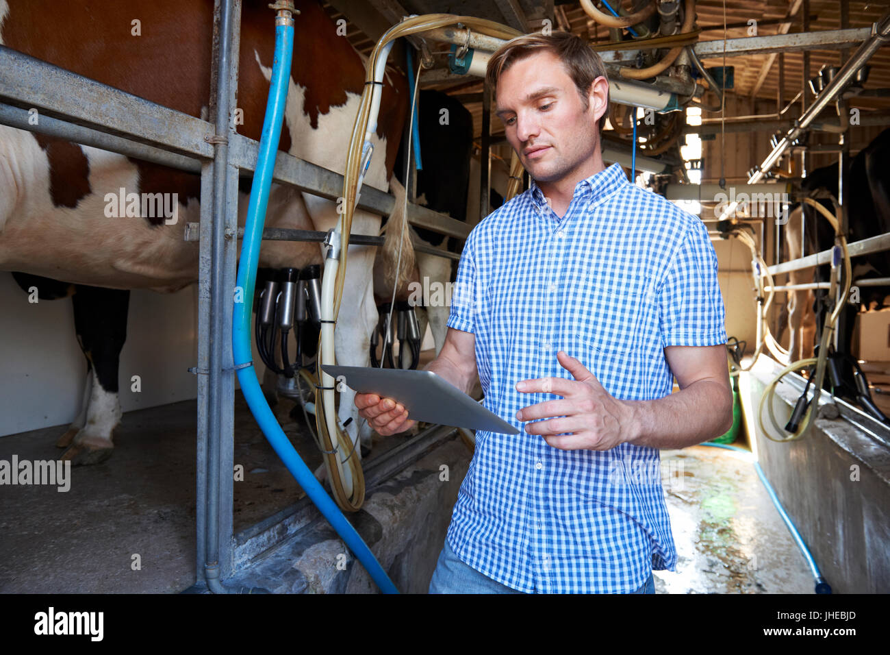 Dairy Farmer Using Digital Tablet In Milking Shed Stock Photo - Alamy