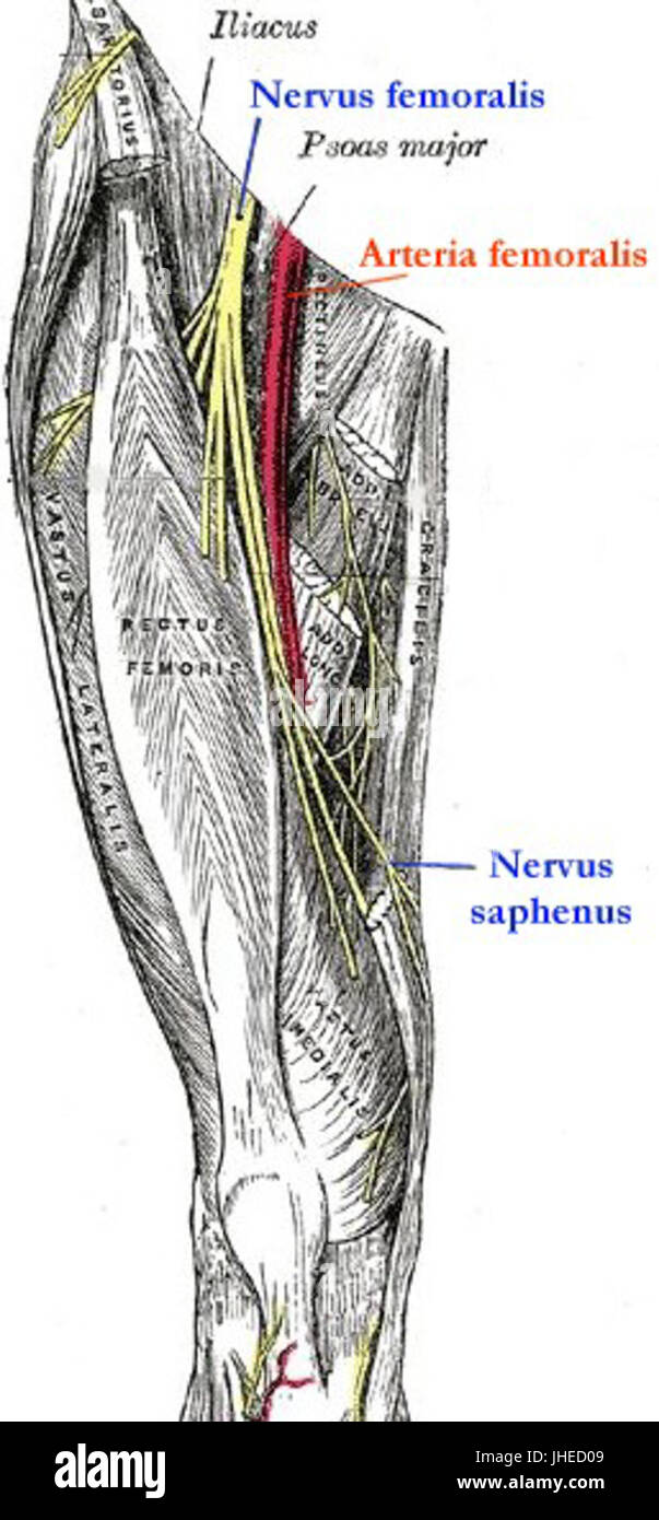 Femoral muscle hi-res stock photography and images - Alamy