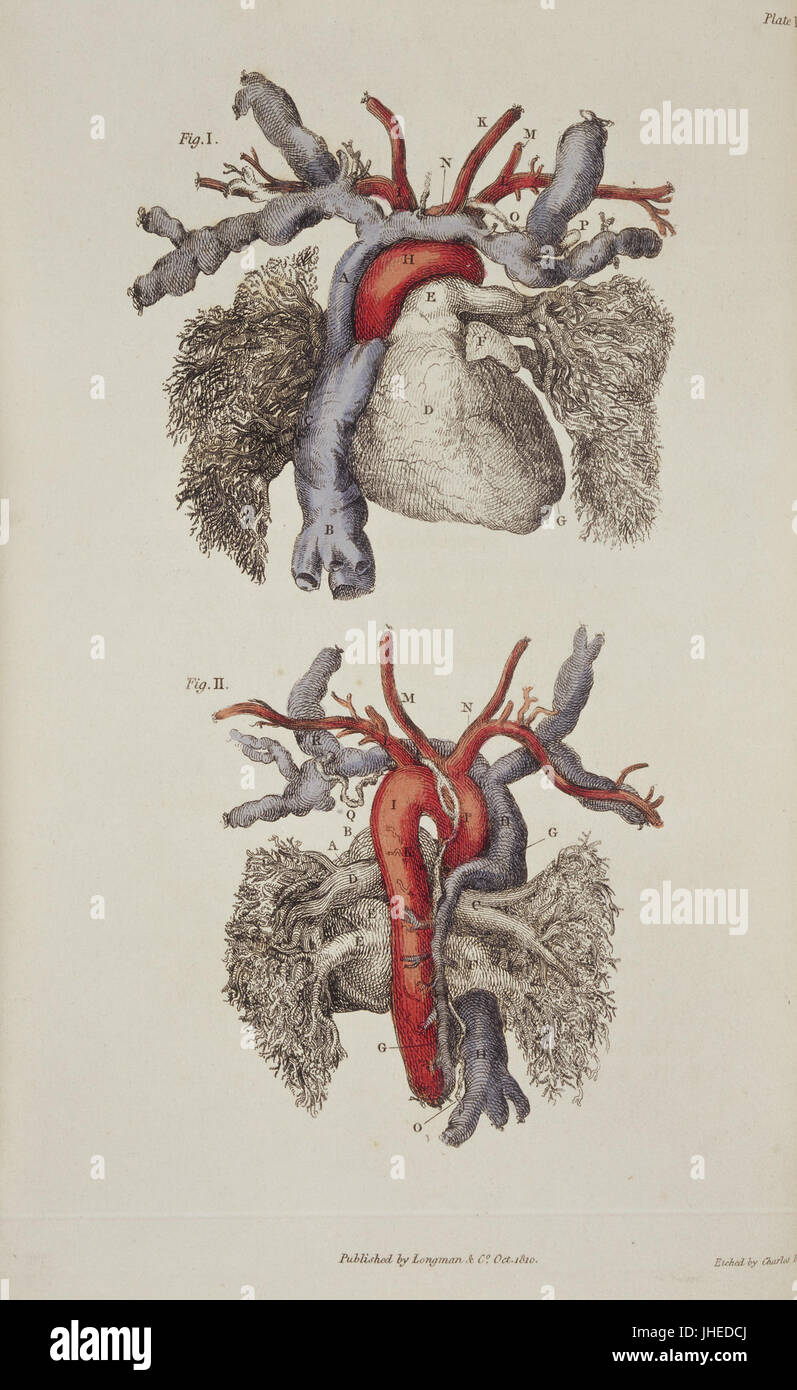 Human heart diagram hi-res stock photography and images - Alamy