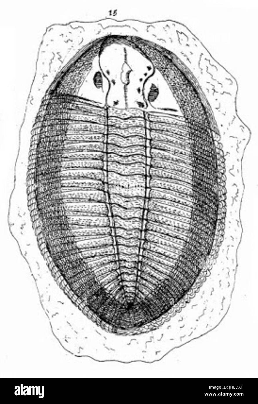 Flatfish species Cut Out Stock Images & Pictures - Alamy